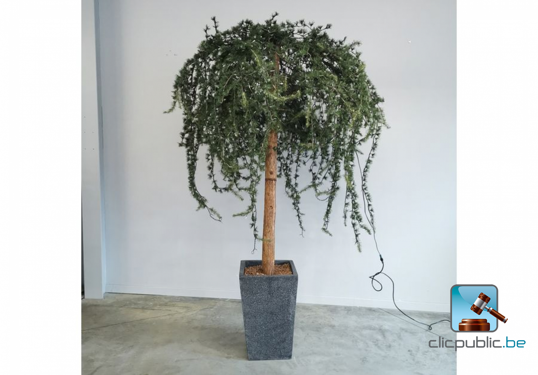 Leuchtender Baum - Clicpublic.lu, öffentliche Auktionen mit 1 Klick.