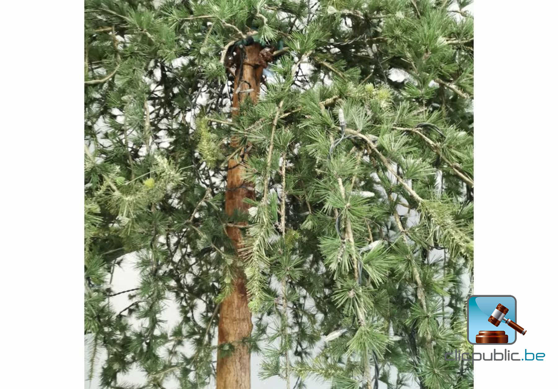 Leuchtender Baum - Clicpublic.lu, öffentliche Auktionen mit 1 Klick.